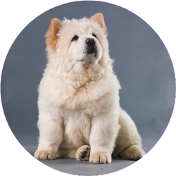 ร้านขายอุปกรณ์สัตว์เลี้ยงหลายชนิด ราคาปลีก-ส่ง - KIAO PET SHOP